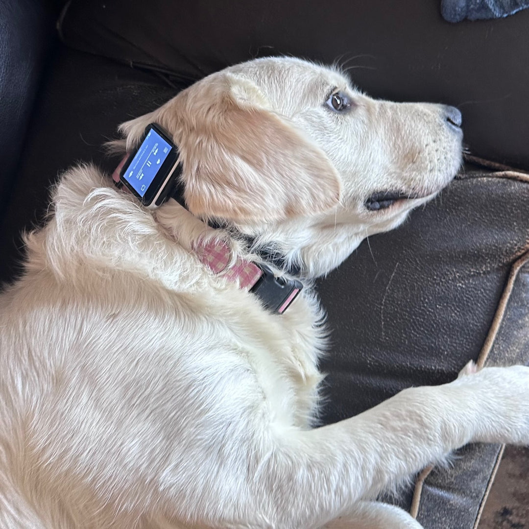 WAVwatch Wearable Sound Frequency Therapy Device